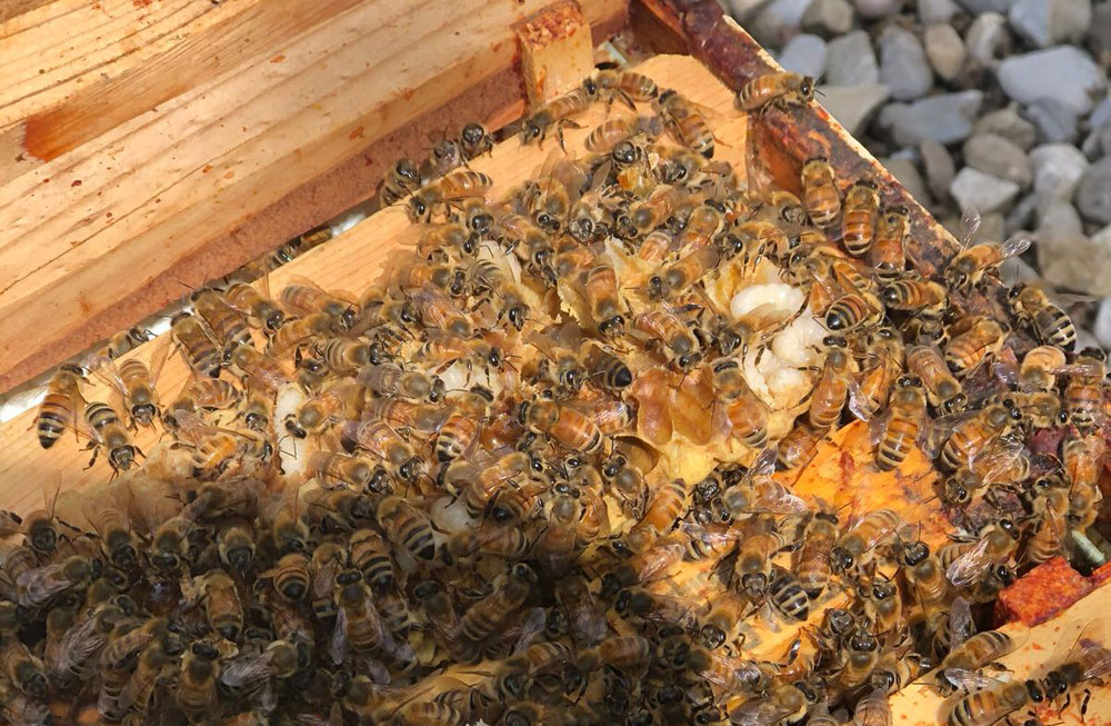 High Rise Honey | Bringing Honey Bee Awareness to the World