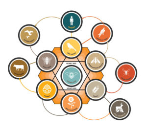 High Rise Honey Bee Evolution | High Rise Honey: Bringing Honey Bee ...