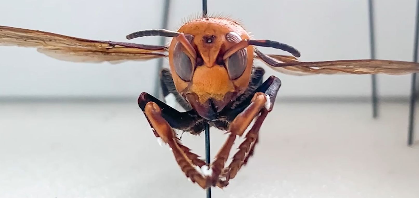 Invasive Asian ‘murder’ hornets pose serious threat to honeybee ...