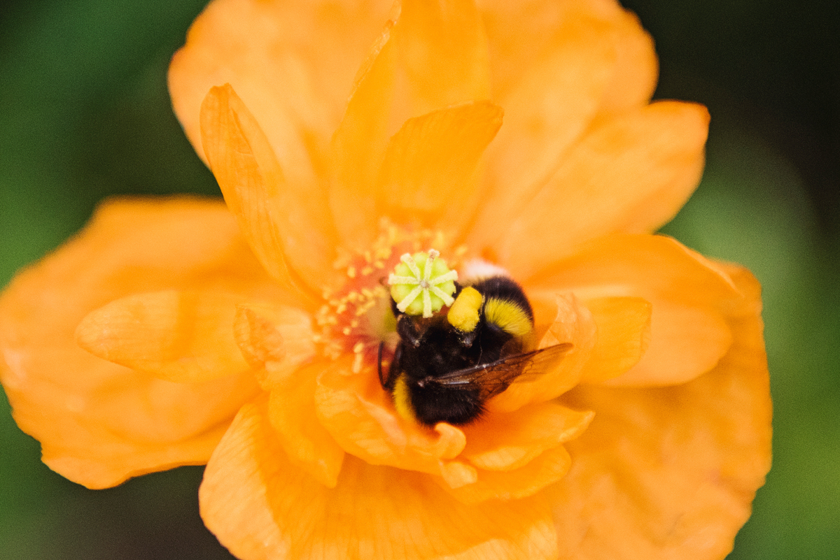 News & Stories | High Rise Honey: Bringing Honey Bee Awareness to the World