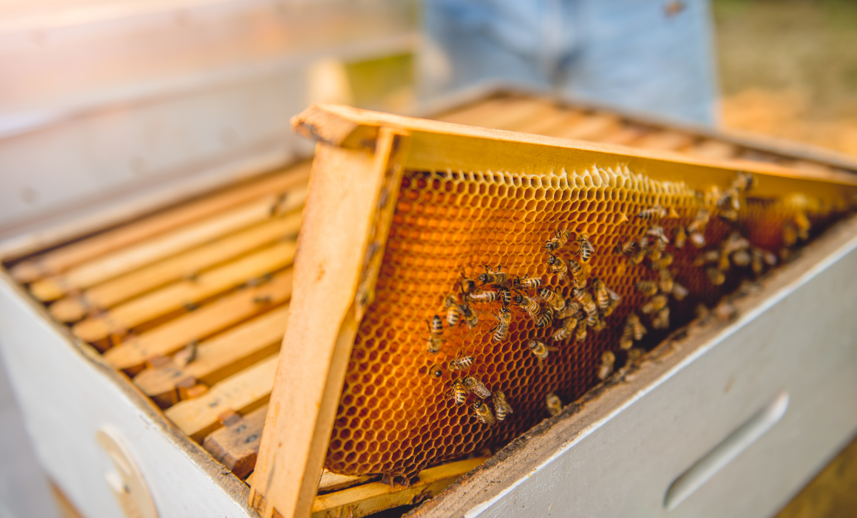 Urban Bee Hives | High Rise Honey: Bringing Honey Bee Awareness to the ...